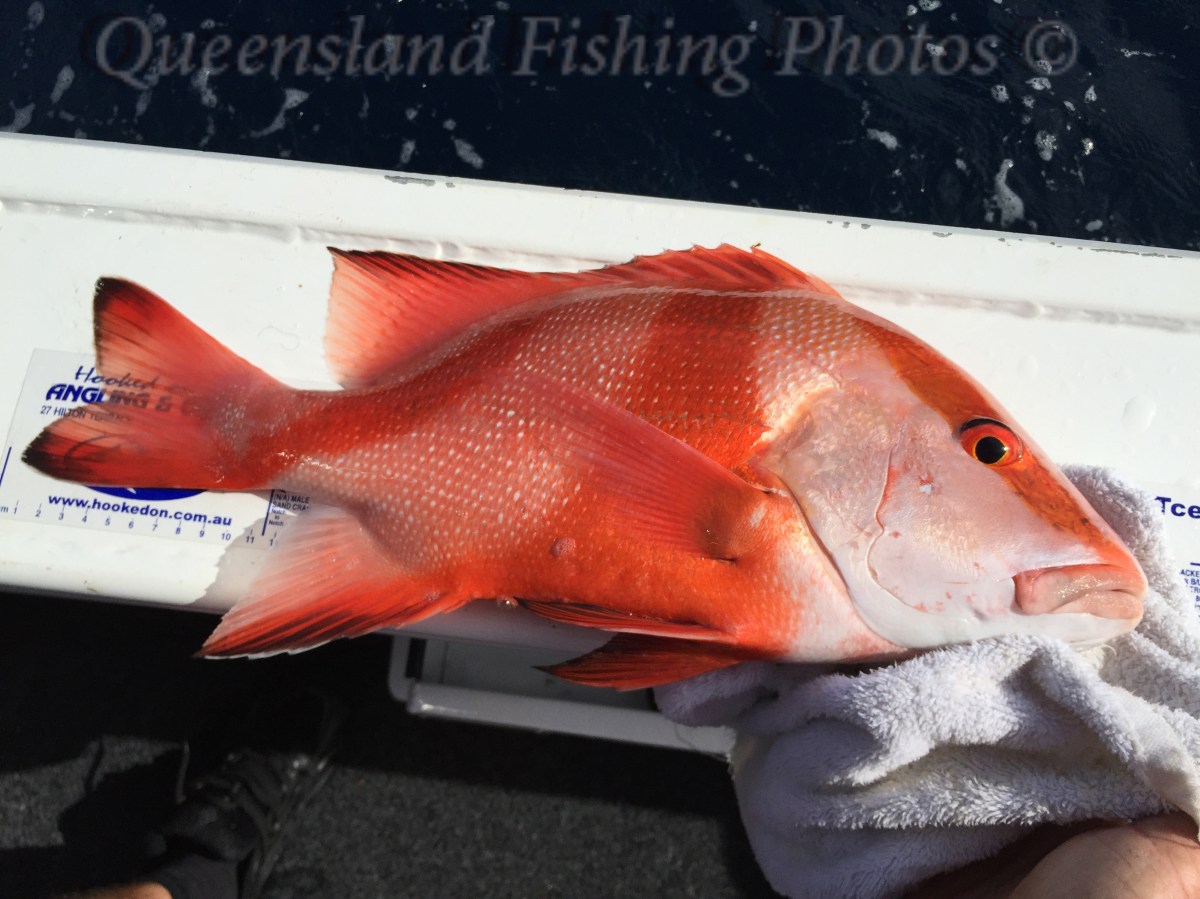 Red Emperor Dreaming – Queensland Fishing Photos