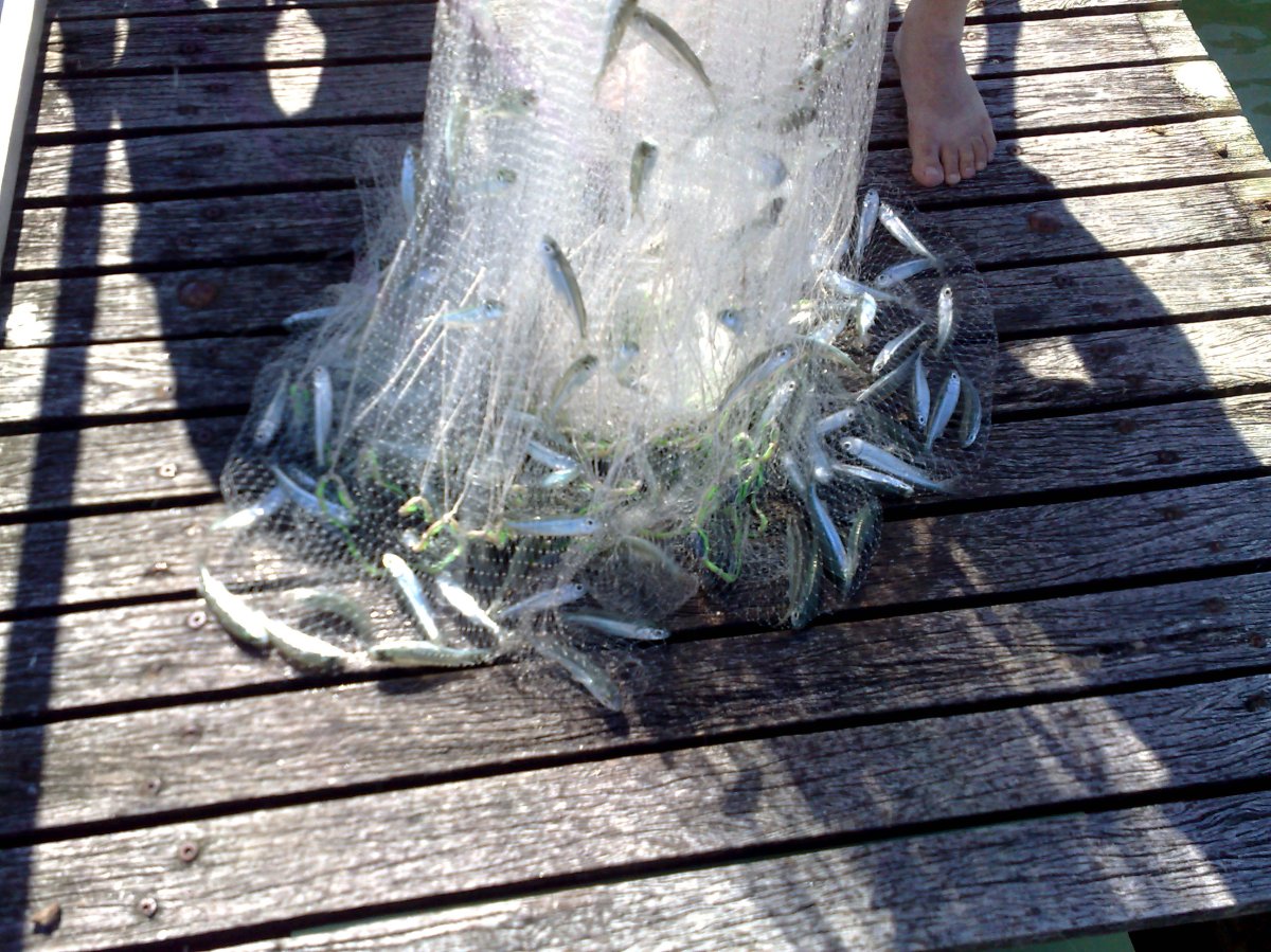 Fresh Bait is Best? – Queensland Fishing Photos